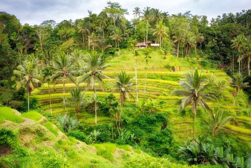 Lush Rice Fields Plantation on Bali Island, Indonesia Stock Image ...