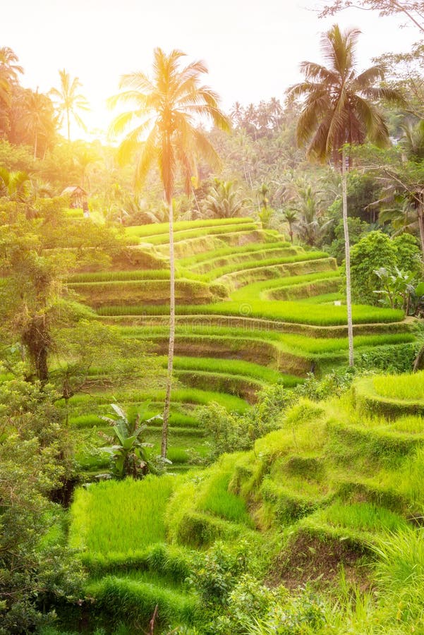Lush Rice Fields Plantation on Bali Island, Indonesia Stock Image ...