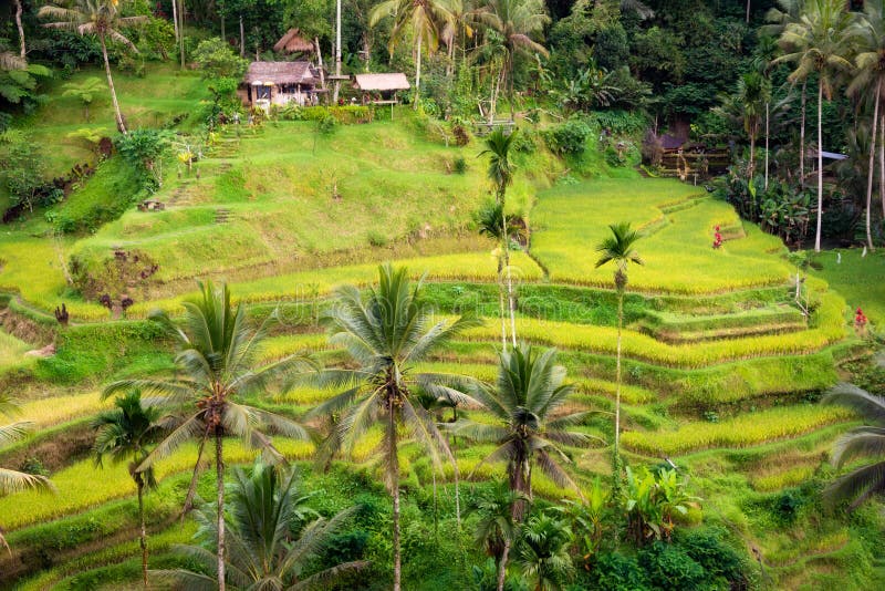 Lush Rice Fields Plantation on Bali Island, Indonesia Stock Image ...