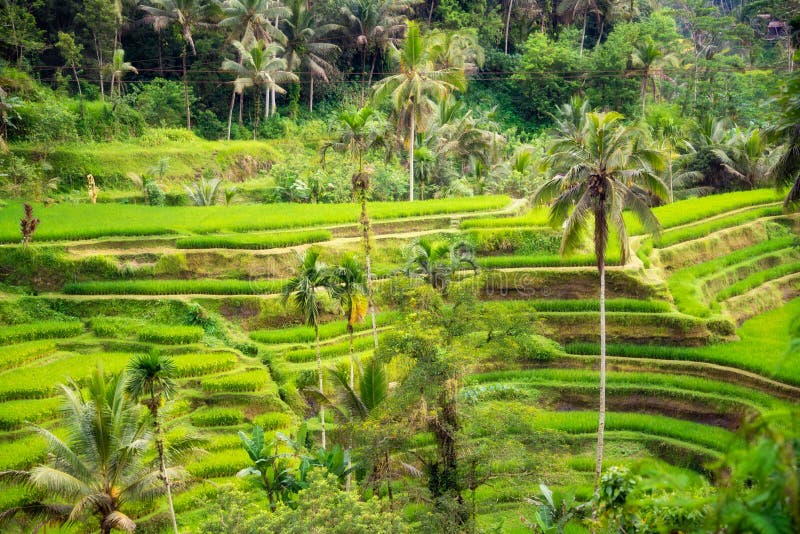 Lush Rice Fields Plantation on Bali Island, Indonesia Stock Photo ...