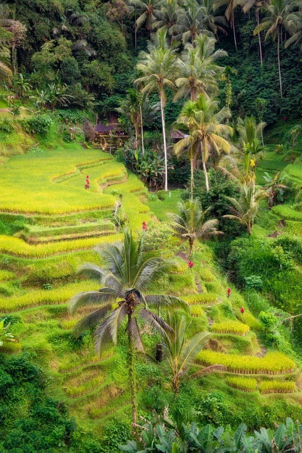 Lush Rice Fields Plantation on Bali Island, Indonesia Stock Photo ...