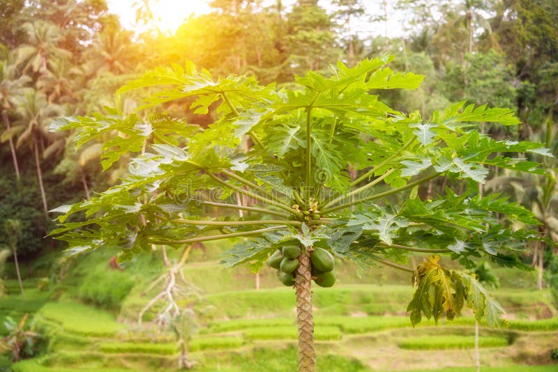 Lush Rice Fields Plantation on Bali Island, Indonesia Stock Photo ...