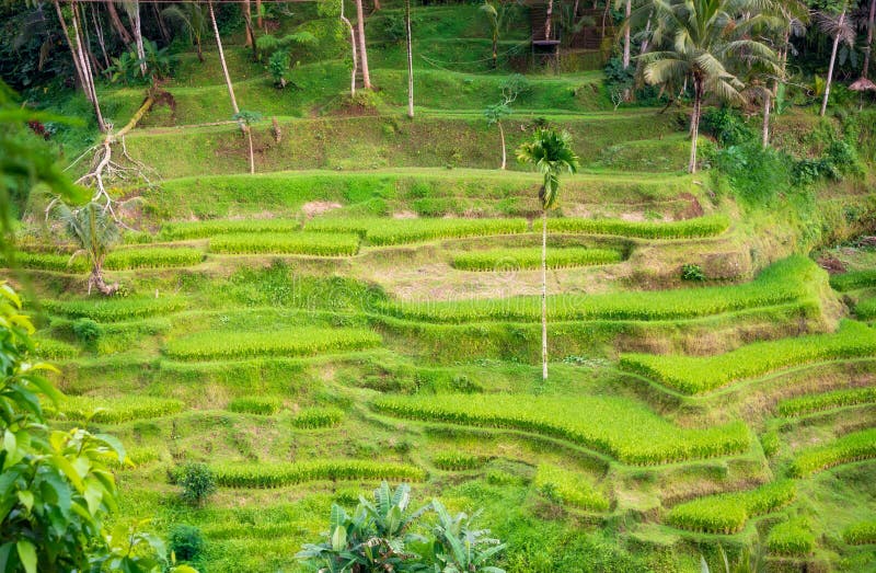 Lush Rice Fields Plantation on Bali Island, Indonesia Stock Photo ...