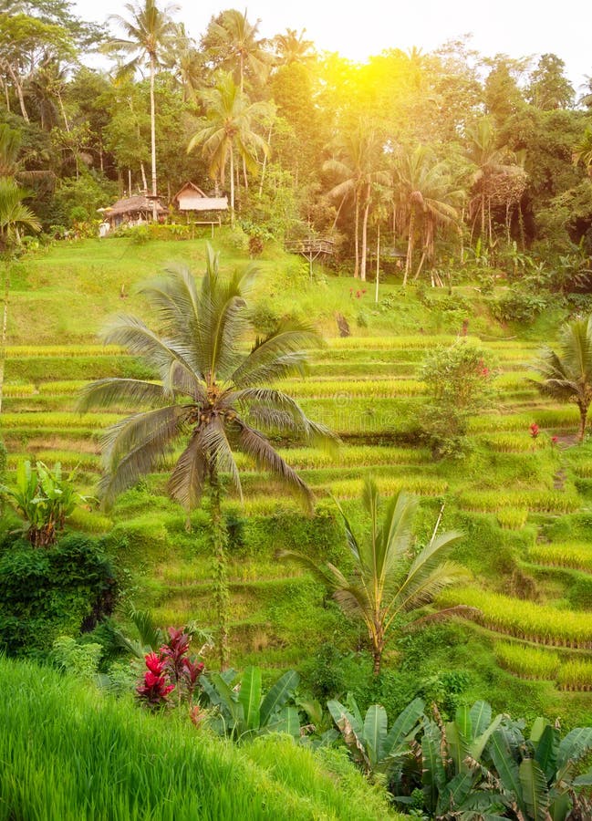 Lush Rice Fields Plantation on Bali Island, Indonesia Stock Image ...