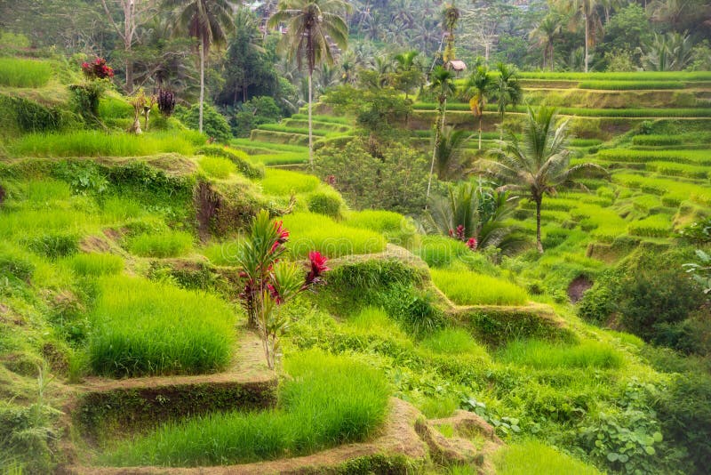 Lush Rice Fields Plantation on Bali Island, Indonesia Stock Image ...