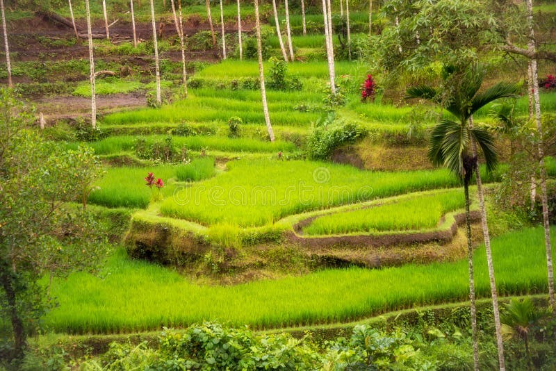 Lush Rice Fields Plantation on Bali Island, Indonesia Stock Image ...
