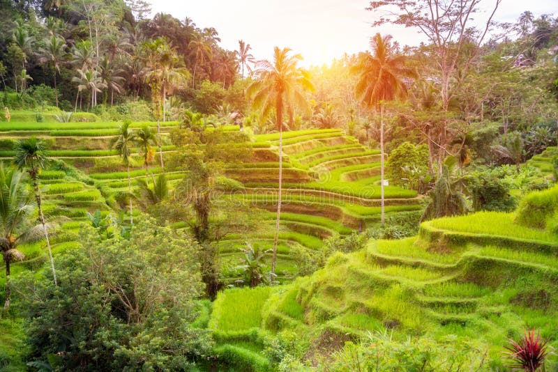 Lush Rice Fields Plantation on Bali Island, Indonesia Stock Image ...