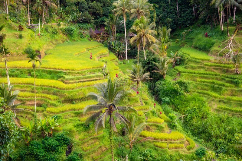 Lush Rice Fields Plantation on Bali Island, Indonesia Stock Image ...