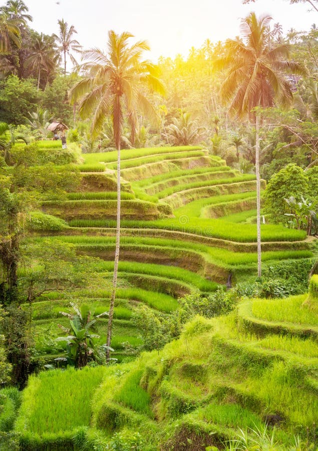 Lush Rice Fields Plantation on Bali Island, Indonesia Stock Photo ...