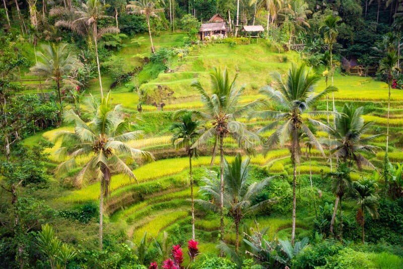 Lush Rice Fields Plantation on Bali Island, Indonesia Stock Image ...