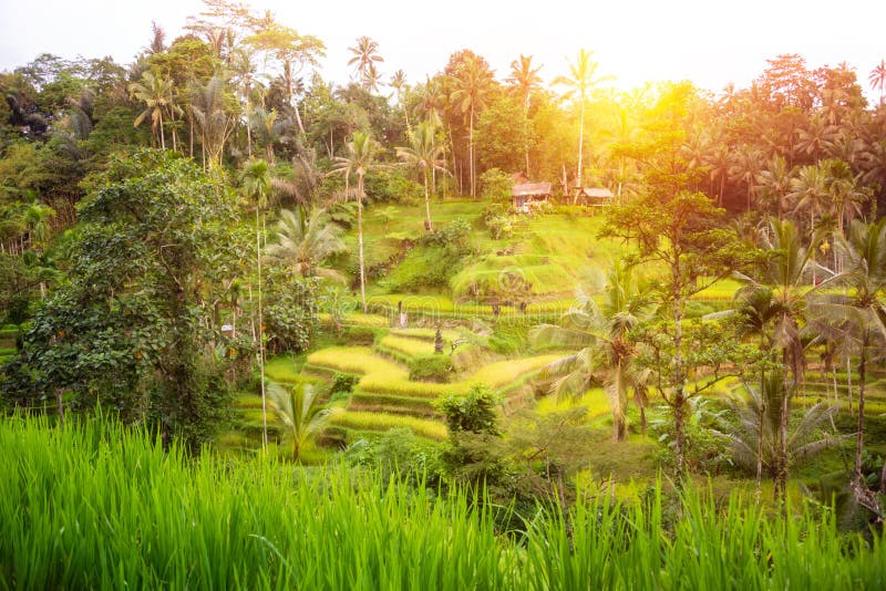 Lush Rice Fields Plantation on Bali Island, Indonesia Stock Photo ...
