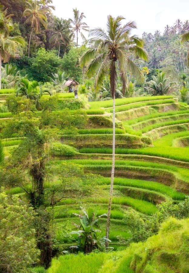 Lush Rice Fields Plantation on Bali Island, Indonesia Stock Image ...