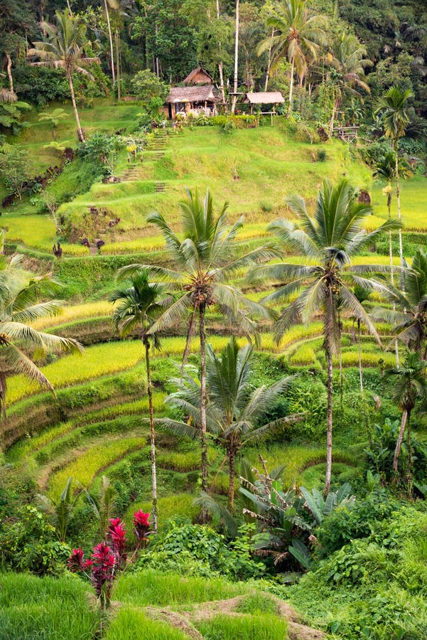 Lush Rice Fields Plantation on Bali Island, Indonesia Stock Image ...