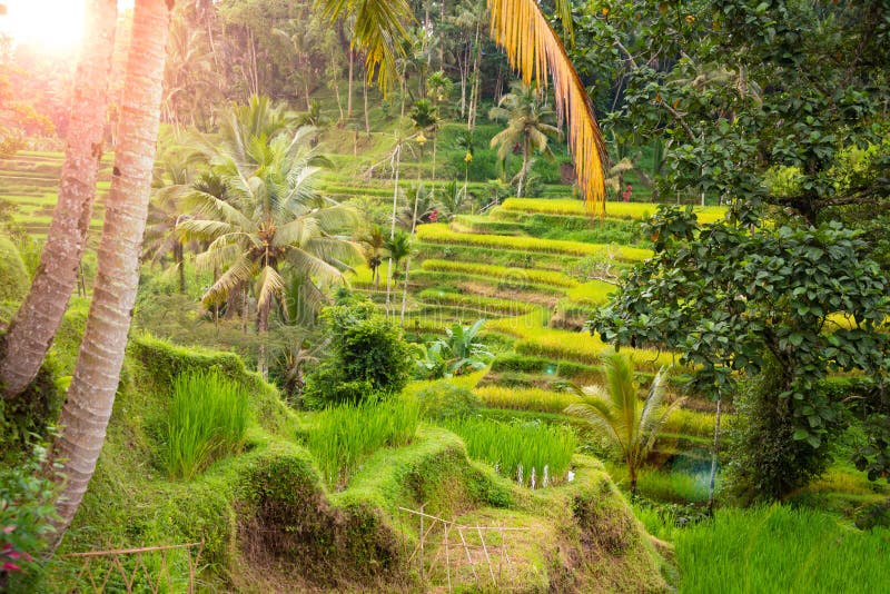 Lush Rice Fields Plantation on Bali Island, Indonesia Stock Photo ...