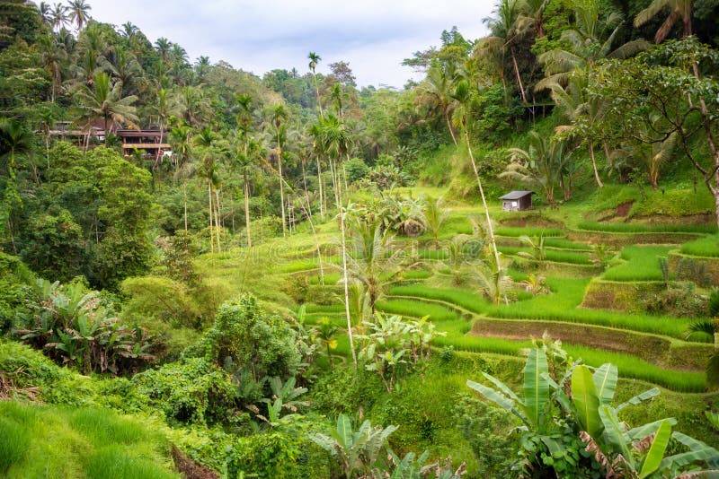 Lush Rice Fields Plantation on Bali Island, Indonesia Stock Image ...
