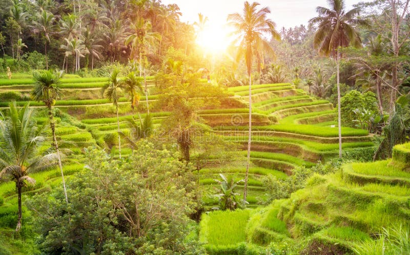 Lush Rice Fields Plantation on Bali Island, Indonesia Stock Photo ...