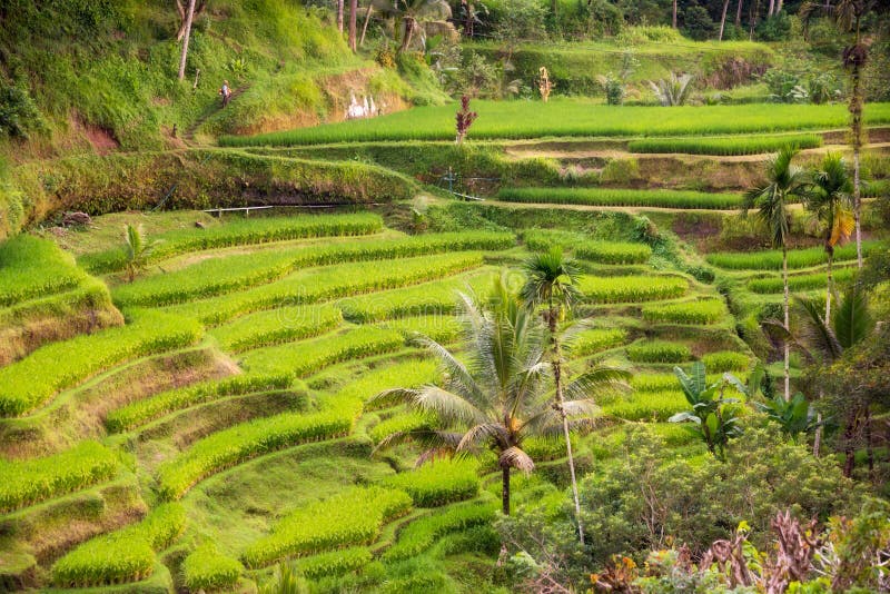 Lush Rice Fields Plantation on Bali Island, Indonesia Stock Image ...