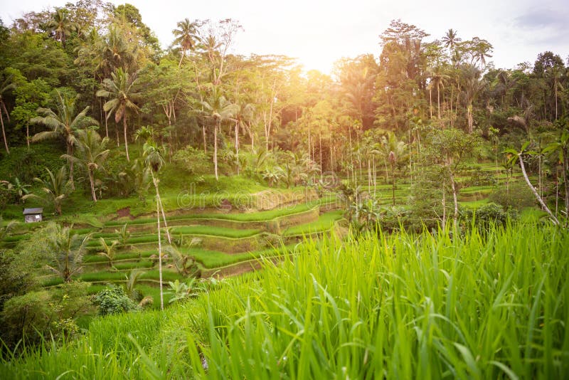 Lush Rice Fields Plantation on Bali Island, Indonesia Stock Image ...