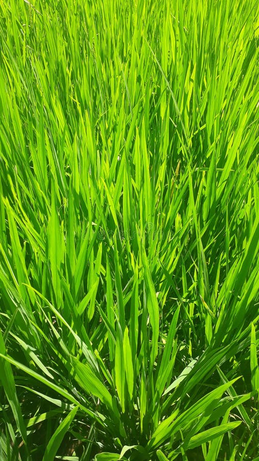 Lush Rice Leaves in Paddy Fields Stock Image - Image of fields ...