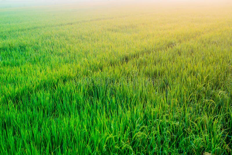 Lush Rice Paddies with Morning Sun Light Stock Image - Image of ...