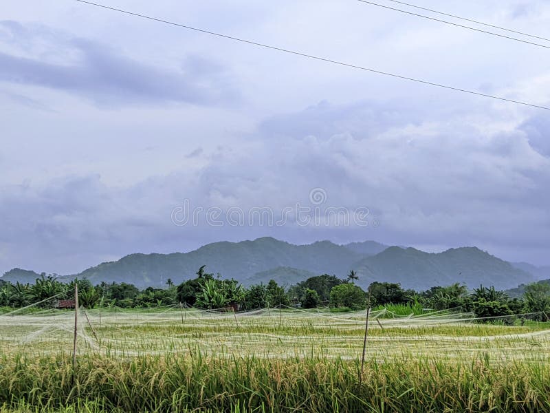 Lush Rice Plants with Beautiful Mountain Backdrop Stock Photo - Image ...