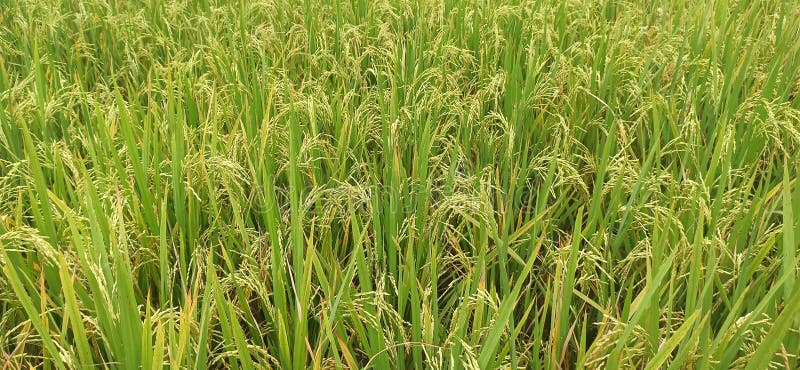 Lush Rice Trees on Paddy Field Stock Image - Image of food, herb: 268892107