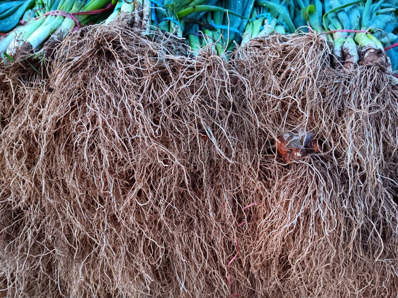 Lush roots of onion plants stock photo. Image of leaf - 297114524
