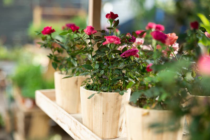 Lush Roses in Pot on Wooden Table in Container Garden Stock Image ...