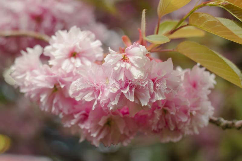 A Lush Sakura Blossom in a Close-up Shot Stock Image - Image of botany ...