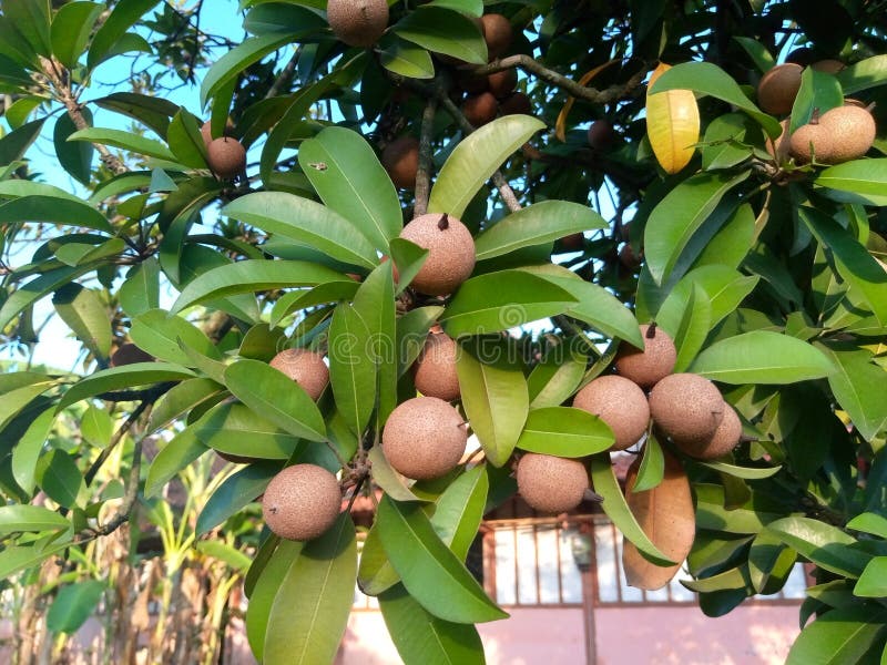 198 Sapodilla Trees Stock Photos - Free & Royalty-Free Stock Photos ...