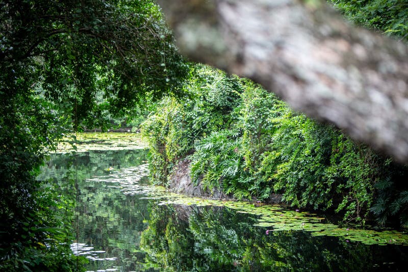 Lush Serene Still Water stock image. Image of calming - 272729045