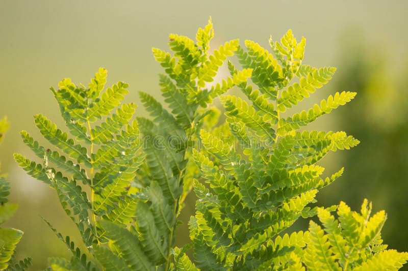 Lush Shrub with Beautiful Green Foliage Stock Image - Image of leafy ...