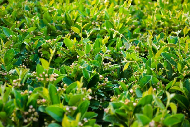 Lush Shrub with Bright Green Leaves and Small Unopened Flowers Stock ...