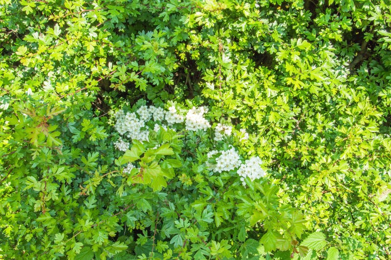Lush Plants and Shrubbery in the Wall. Stock Image - Image of lush ...