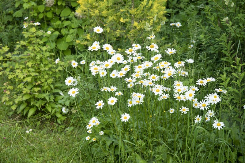 Lush Spring Green Garden with Different Plants Stock Image - Image of ...