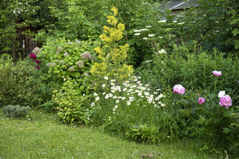 Lush Spring Green Garden with Different Plants Stock Image - Image of ...