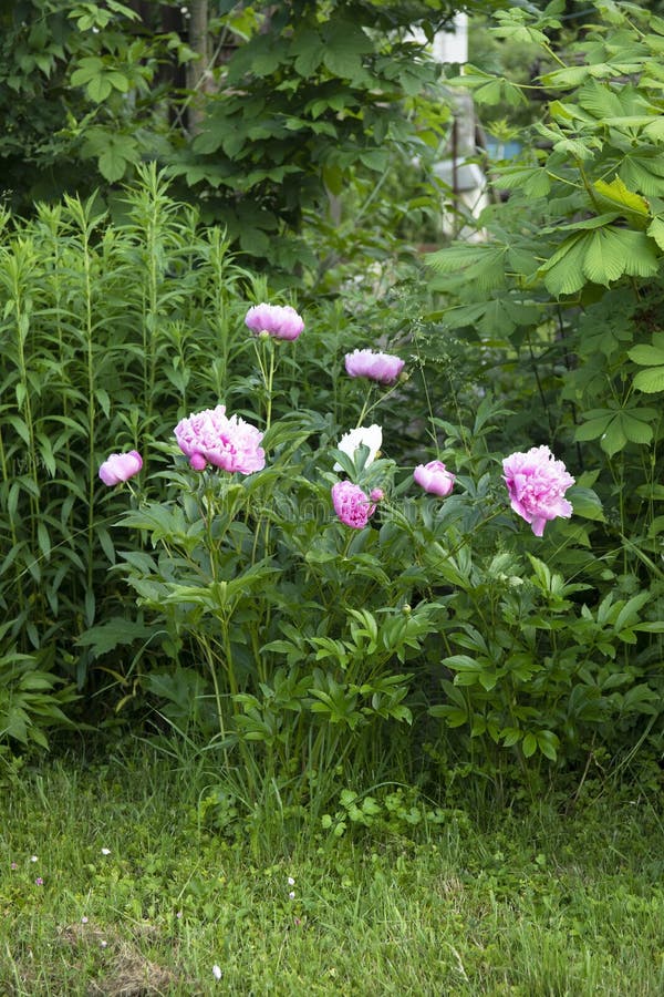 Lush Spring Green Garden with Different Plants Stock Image - Image of ...
