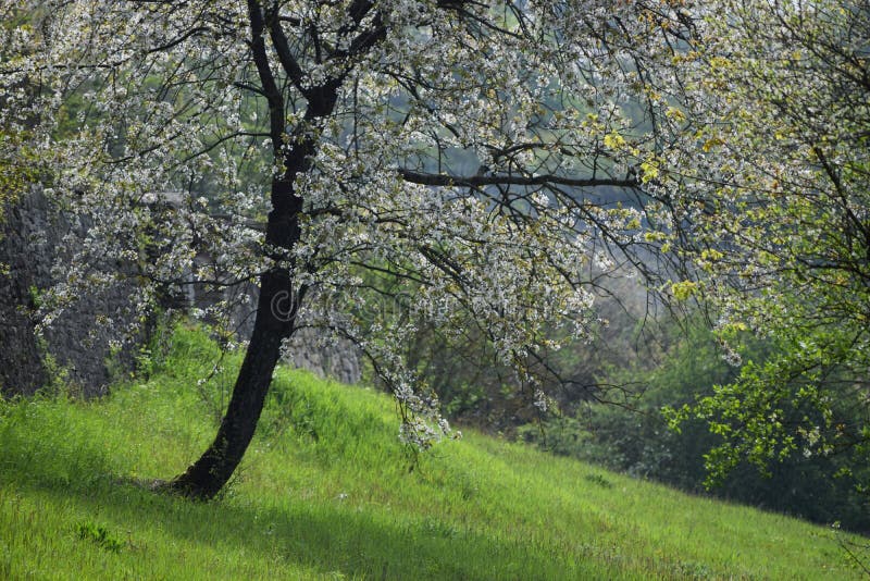 A Lush Spring Meadow on the Slope Stock Photo - Image of green ...