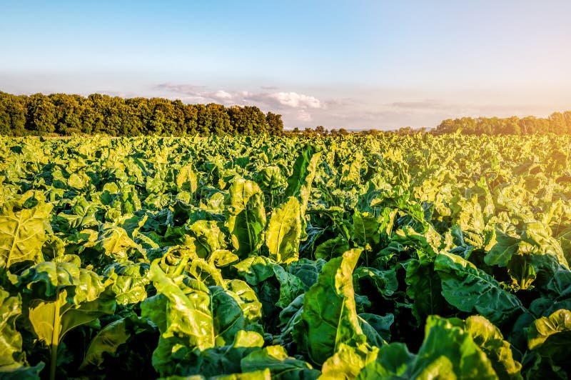 Sugar Beat Harvest Stock Photos - Free & Royalty-Free Stock Photos from ...