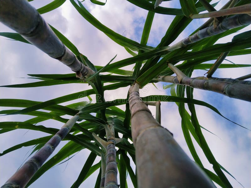 Lush Sugar Cane Stalks and Clear Skies Stock Image - Image of leaves ...