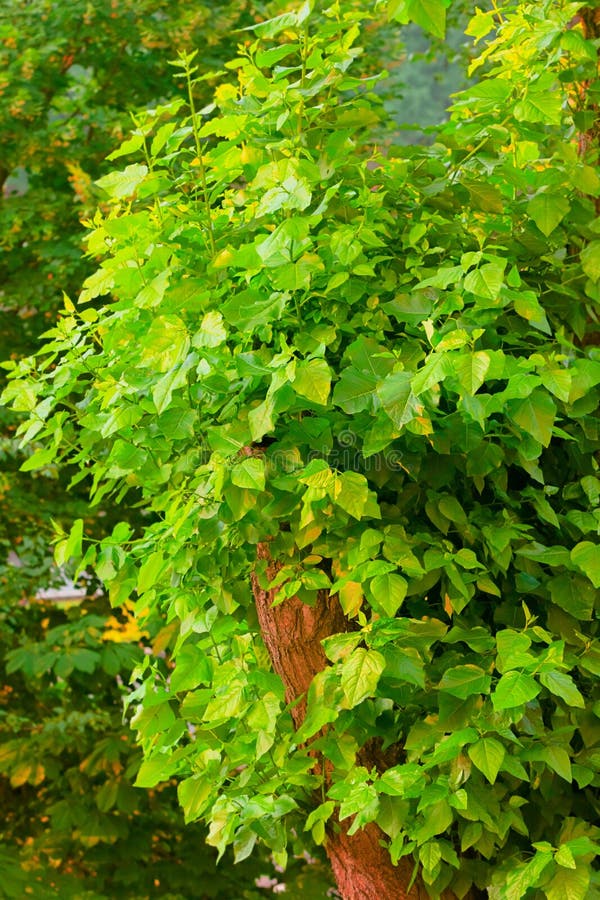 Lush Summer Foliage Green Poplar Stock Image - Image of outdoors ...