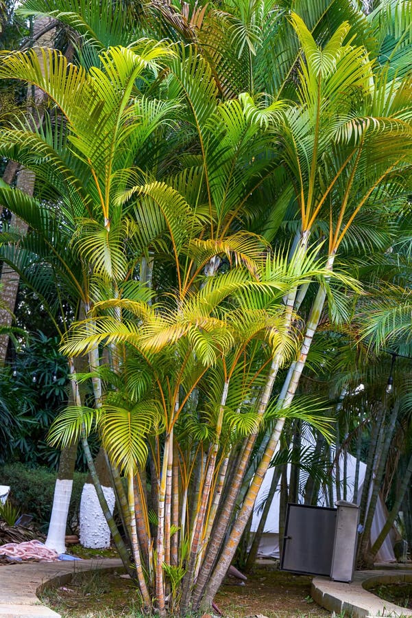 Lush and Lush Sunflowers Planted in the Park Stock Photo - Image of ...
