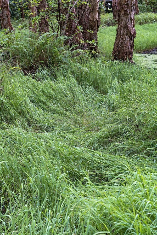 Swamp grass stock image. Image of flora, pond, tranquil - 83236843