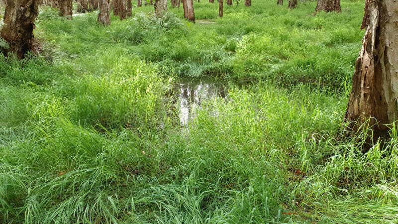 Lush Swamp Grass stock image. Image of australia, park - 214039929