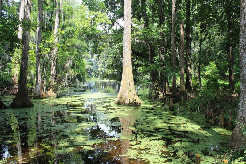 Lush Swamp with Reflective Water and Tall Trees. Stock Photo - Image of ...