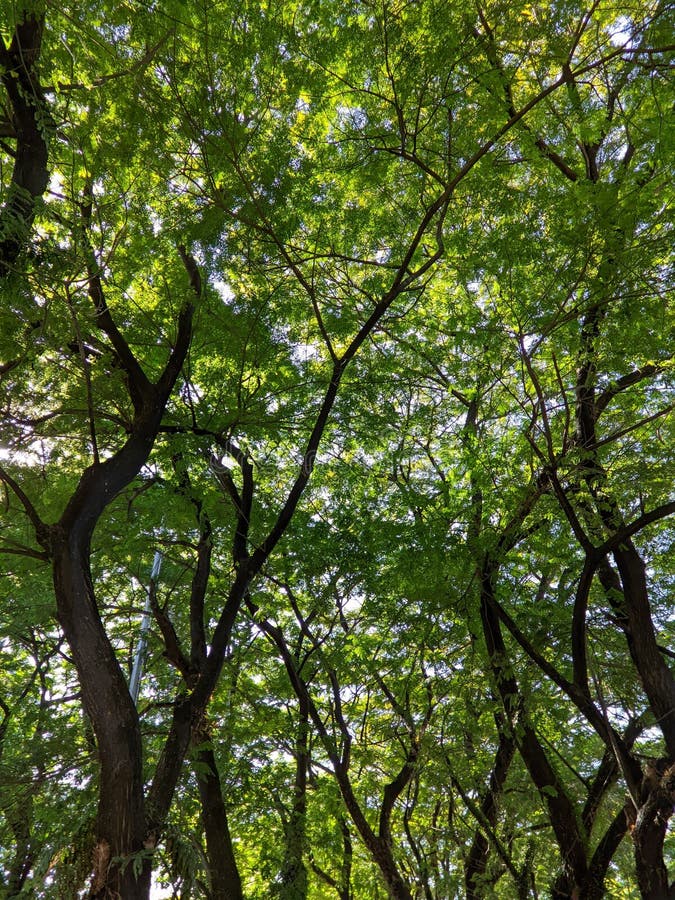 Lush and Tall Trees Refresh the Air Stock Photo - Image of deciduous ...
