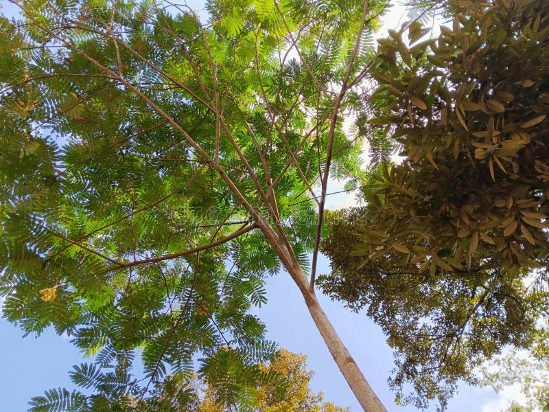 Tamarind tree texture stock photo. Image of trunk, texture - 319753422