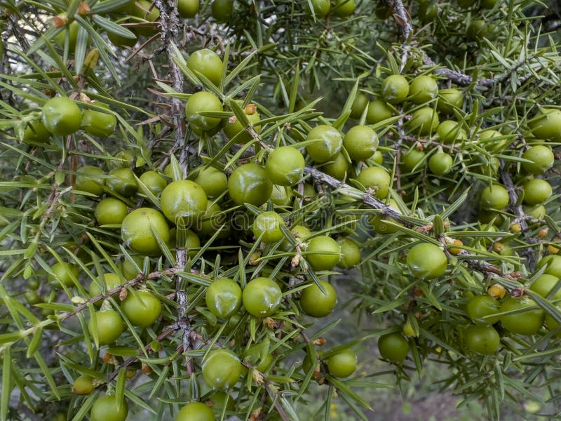 Lush Texture of Fresh and Green Juniper Seeds Stock Photo - Image of ...