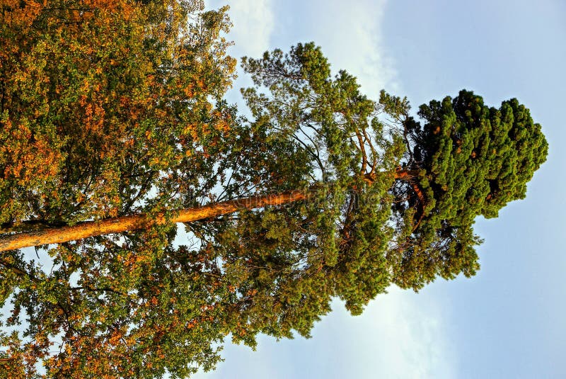 Lush Tip of Green Pine Tree in the Forest Stock Image - Image of clouds ...