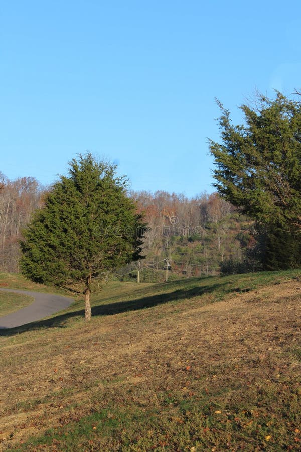 A lush tree in Appalachia stock image. Image of woodland - 350233577